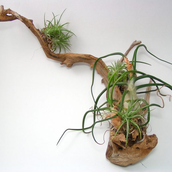 How to Cultivate an Air Garden | McCabe's Landscape