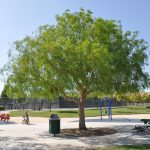 Help! Nothing Grows Underneath This Tree! | McCabe's Landscape