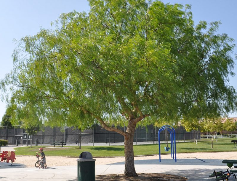 How Much is A Tree Worth? - McCabe's Landscape Construction