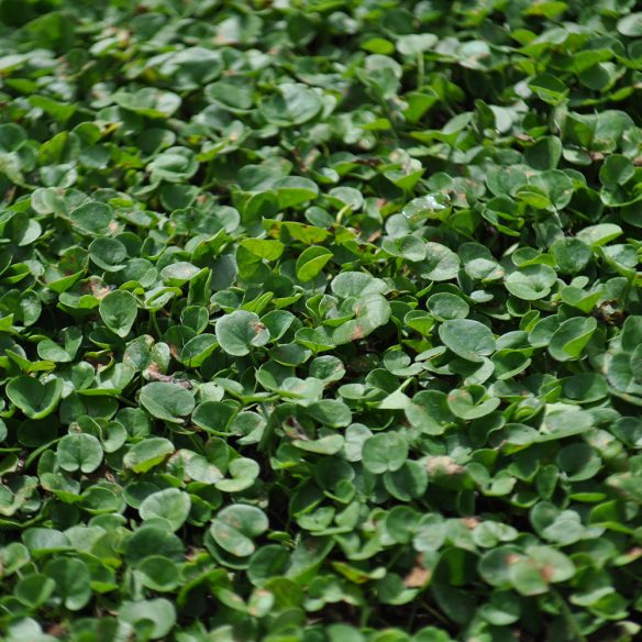 Low-Maintenance Grass Alternatives | McCabe's Landscape