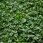 Grass Alternatives | McCabe's Landscape