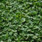 Grass Alternatives | McCabe's Landscape