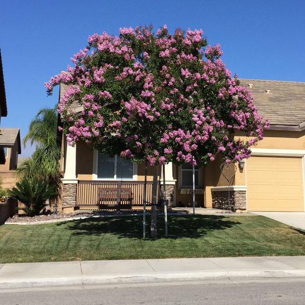 Plant These Trees for Summer Color | McCabe's Landscape