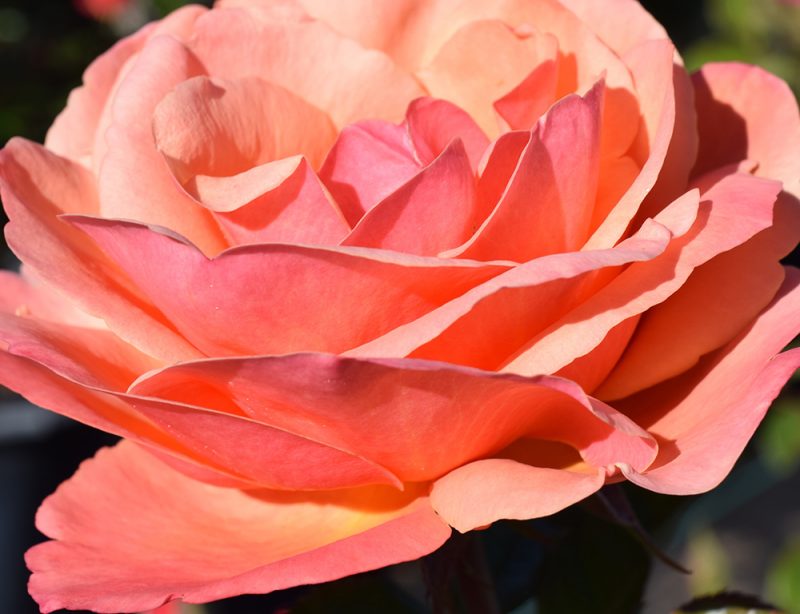 New Star Roses for 2021 - McCabe's Landscape Construction