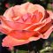 Refresh Your Landscaping With These New Rose Varieties | McCabe's Landscape
