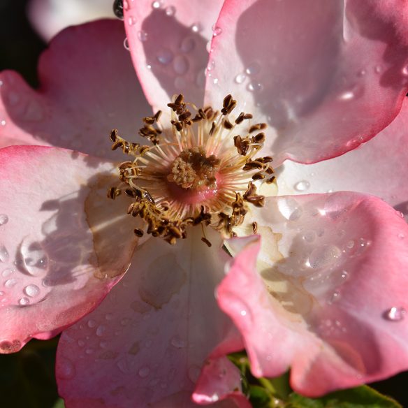 Make Your Own Rose Water | McCabe's Landscape