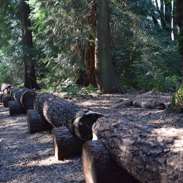 6 Ways to Recycle Old Tree Trunks | McCabe's Landscape