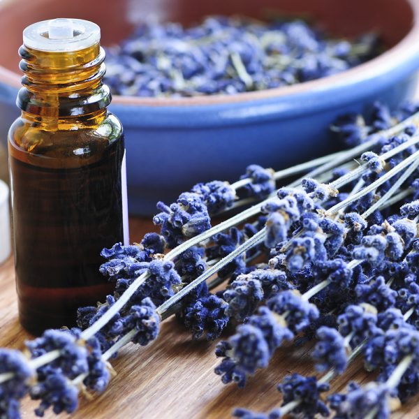 The Many Uses of Lavender | McCabe's Landscape