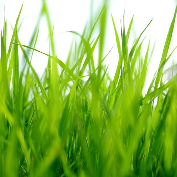Choosing Grass: Bermuda vs. Fescue | McCabe's Landscape Construction