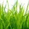 Summer Grass Care 101 - McCabe's Landscape Construction