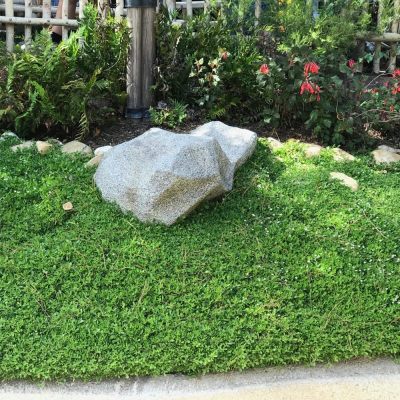 Kurapia: A New Kind of Green | McCabe's Landscape