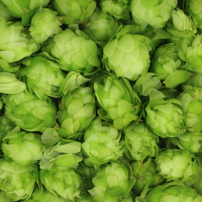 Growing Hops for Home Brewing | McCabe's Landscape