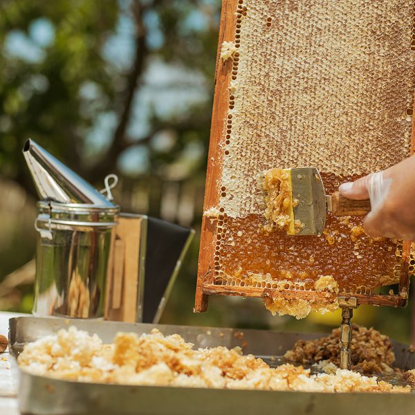 The Benefits of Bee Keeping | McCabe's Landscape