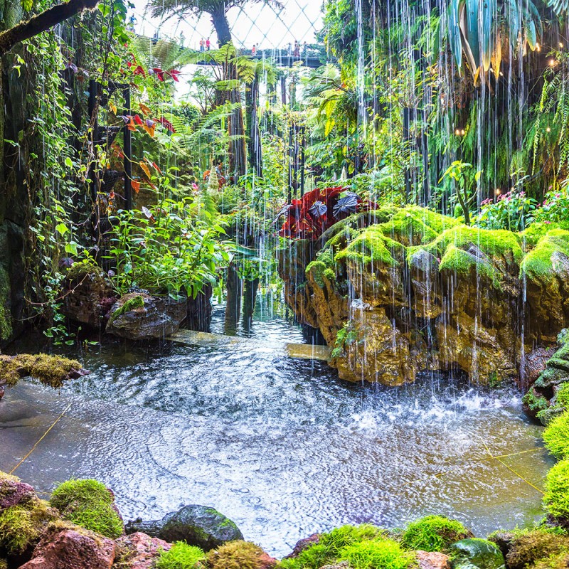 What Can We Learn From Cloud Forests? | McCabe's Landscape Construction