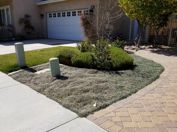 Grass Alternatives | McCabe's Landscape
