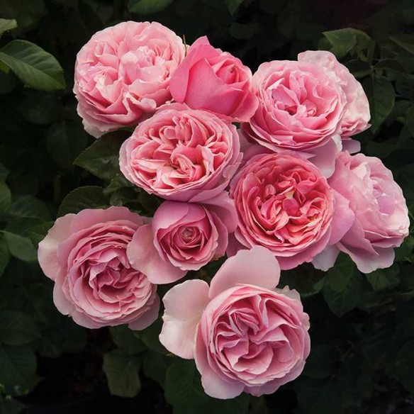 New Rose Varieties for 2019 | McCabe's Landscape Construction
