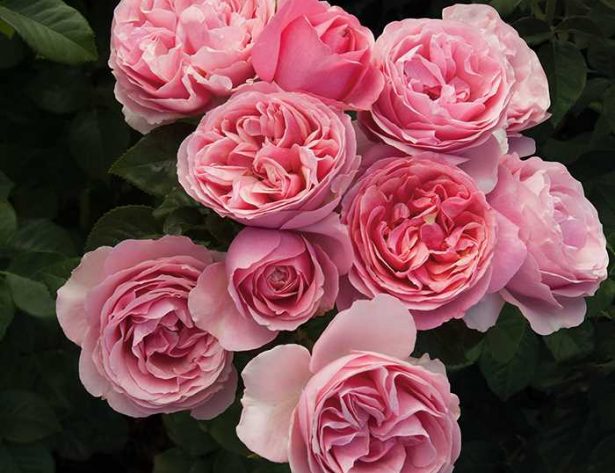 New Rose Varieties for 2019 | McCabe's Landscape Construction