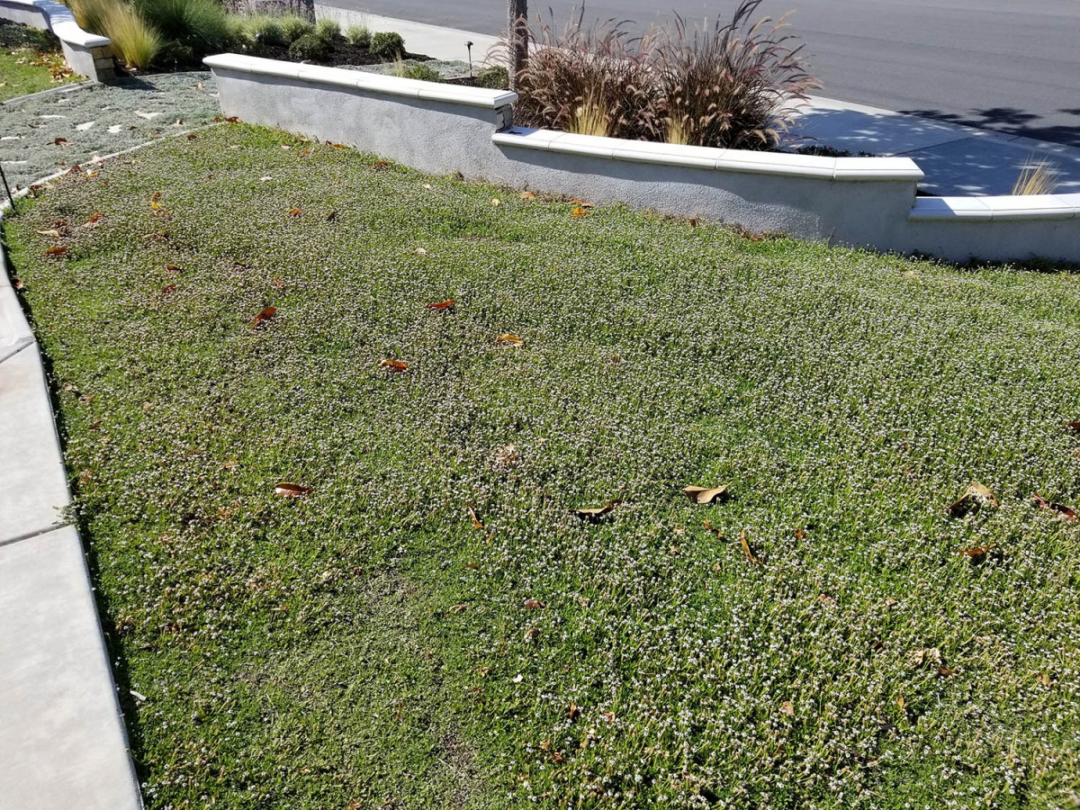 Grass Alternatives | McCabe's Landscape