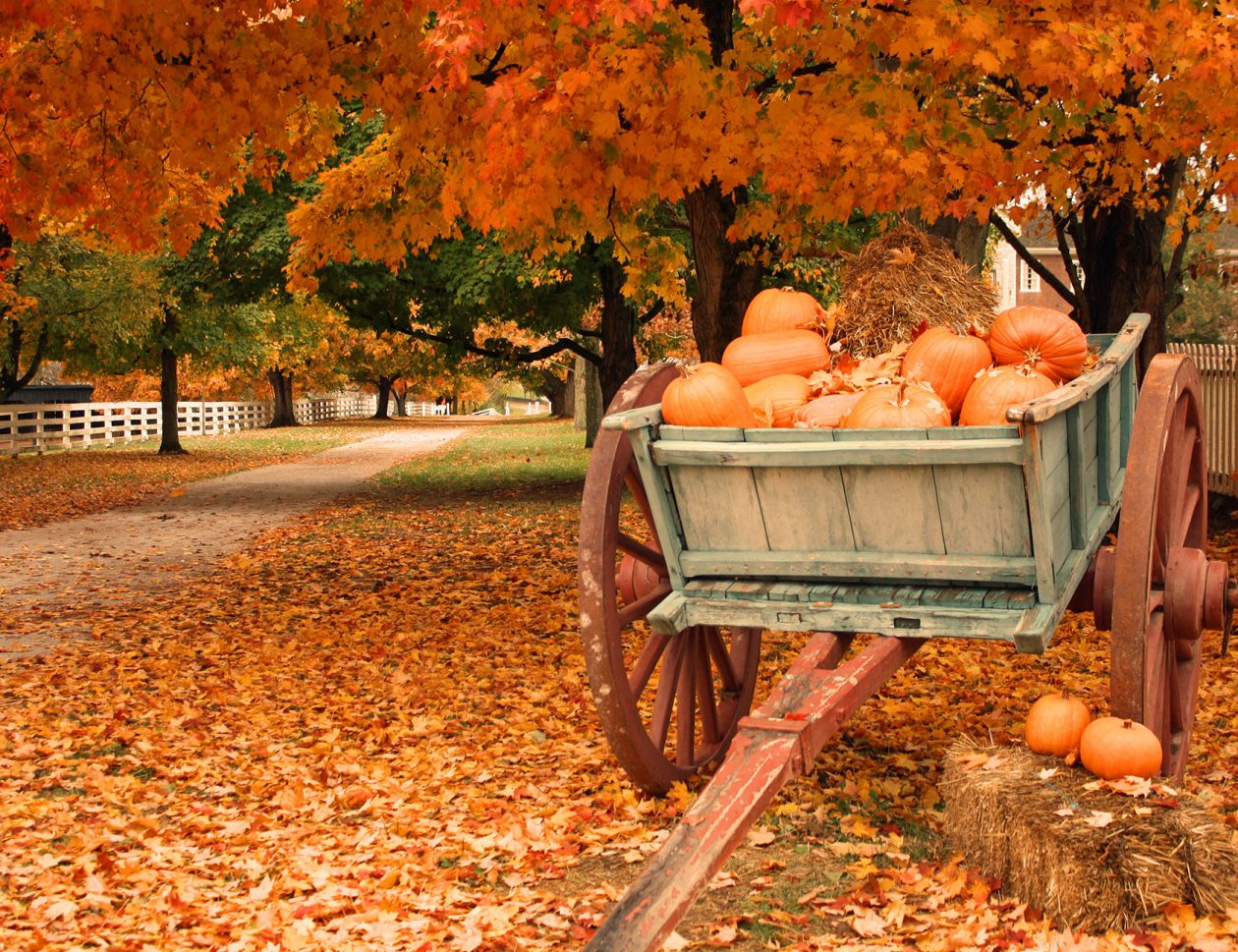 Fall Color in a Mild Climate | McCabe's Landscape Construction