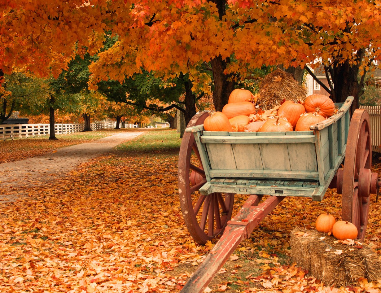 Fall Color in a Mild Climate | McCabe's Landscape Construction