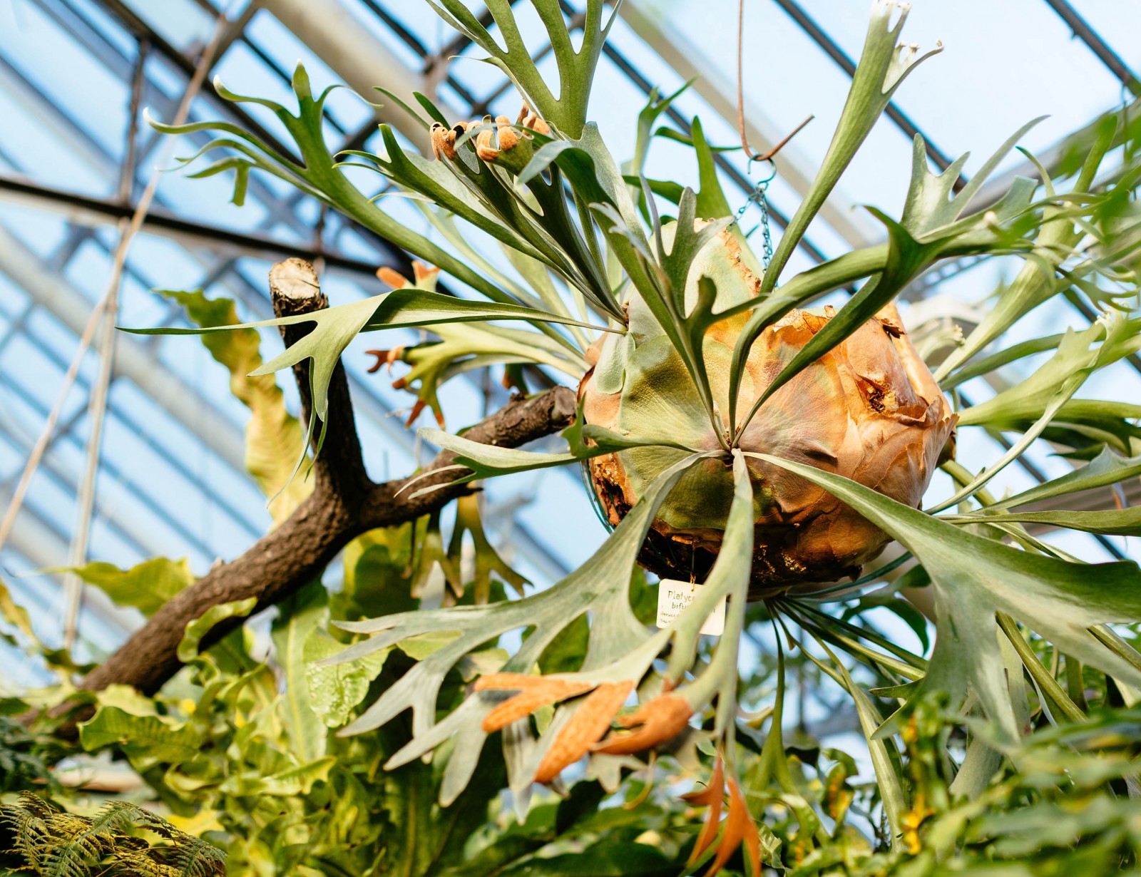 Kurapia: A New Kind of Green | McCabe's Landscape