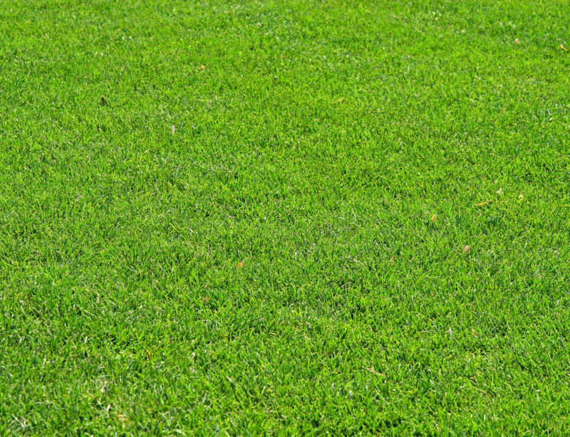 Types of Premium Grass | McCabe's Landscape