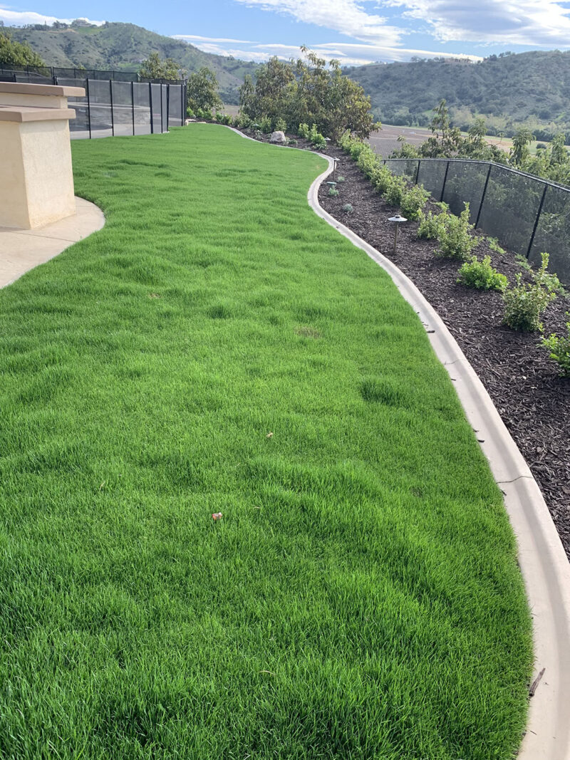 Artificial Turf vs Natural Grass: What’s Best for Your Southern ...