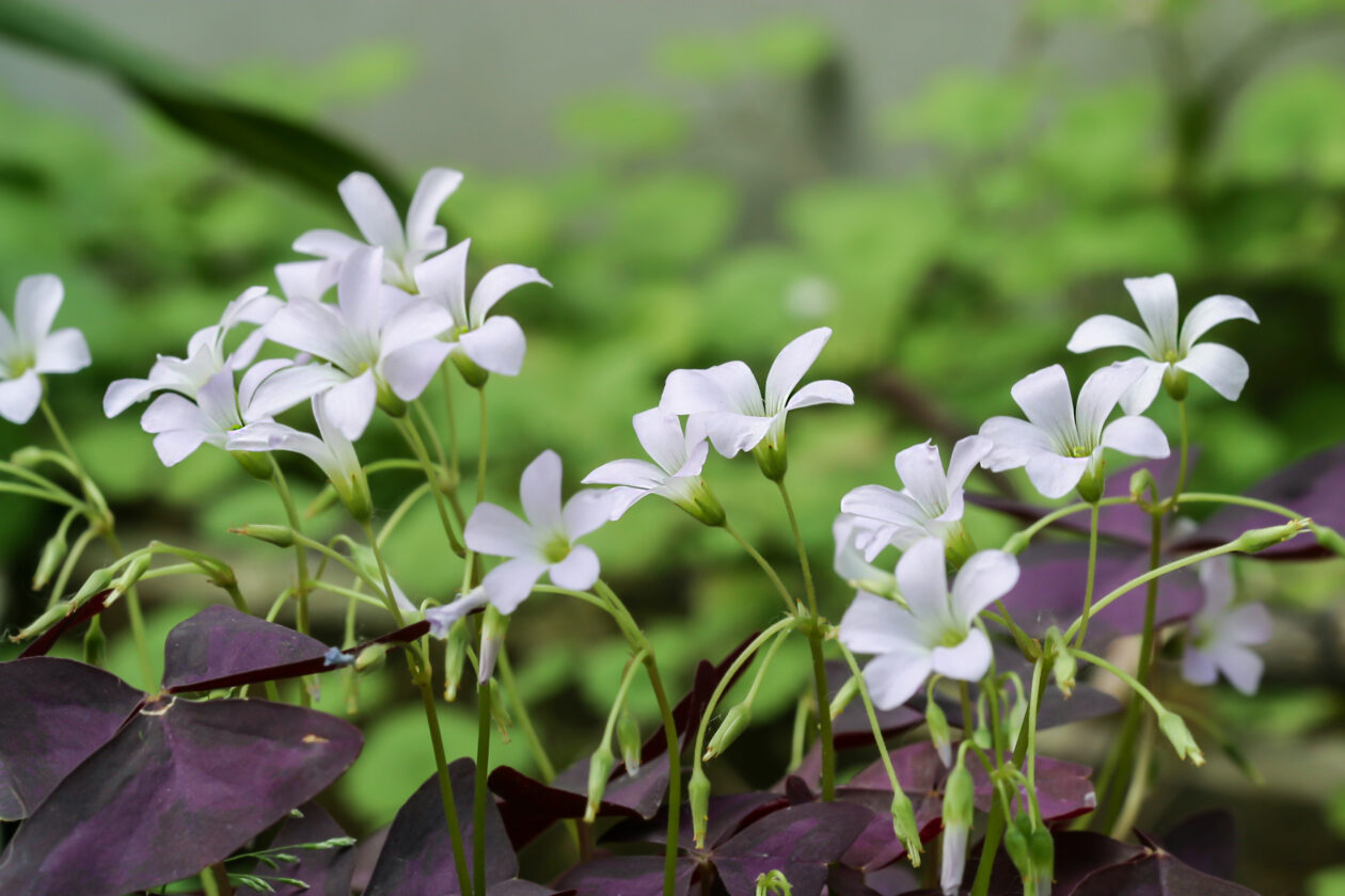 Cultivating Luck: Your Guide to Growing Shamrocks | McCabe's Landscape
